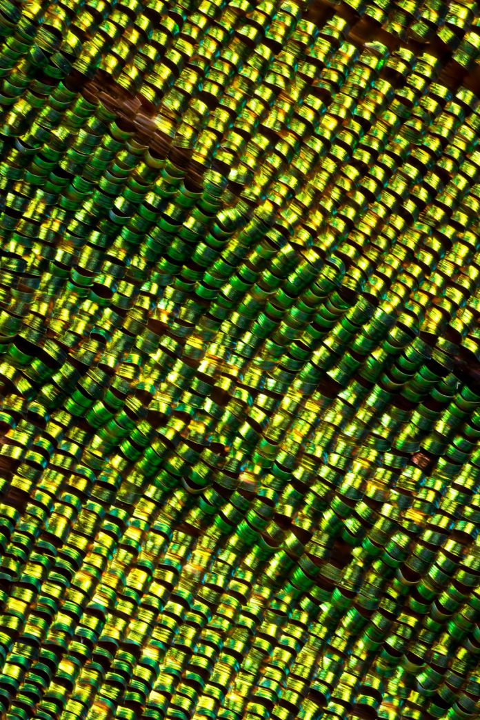 Butterfly Wings Macro Photography by Chris Perani